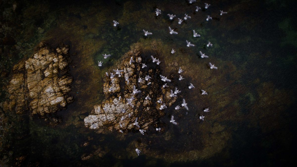 Wildlife + Conservation Research - Drone Source Technologies